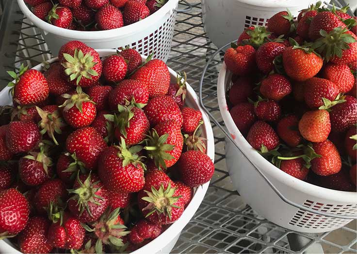 Johnson's Farm Produce - Garden Center | Farm Market | U Pick Hobart IN