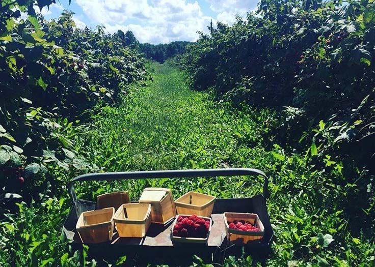 Raspberry Festival Summer 2019 | Johnson's Farm Hobart, IN