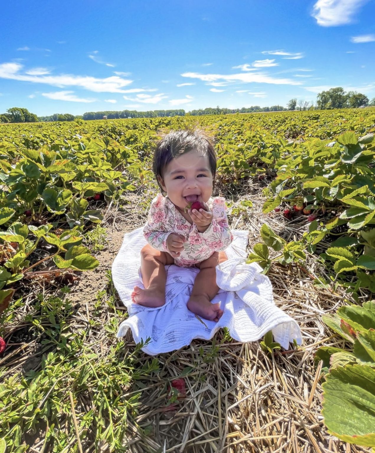 Strawberry Festival | Johnson's Farm Produce-Hobart, IN